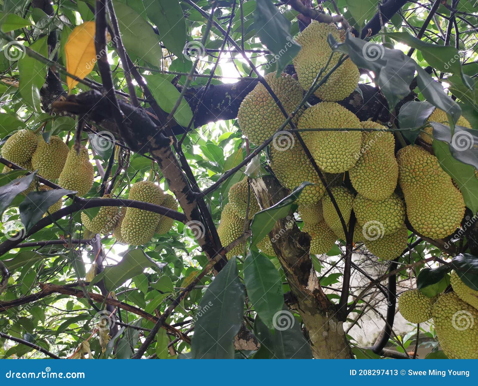 Artocarpus Integer Fruits Sprouting from the Trunk of the Tree. Stock ...