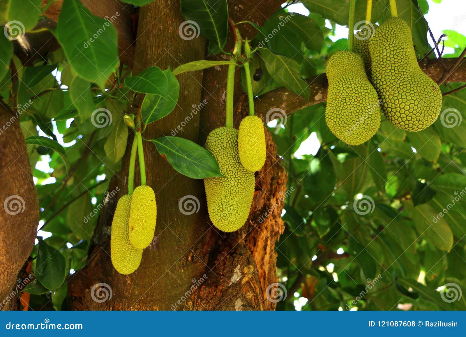 Artocarpus Integer, Commonly Known As Chempedak Or Cempedak Stock Photo ...