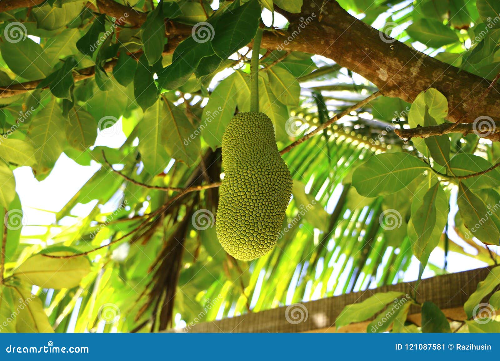 Artocarpus Integer, Commonly Known As Chempedak Or Cempedak Stock Photo ...