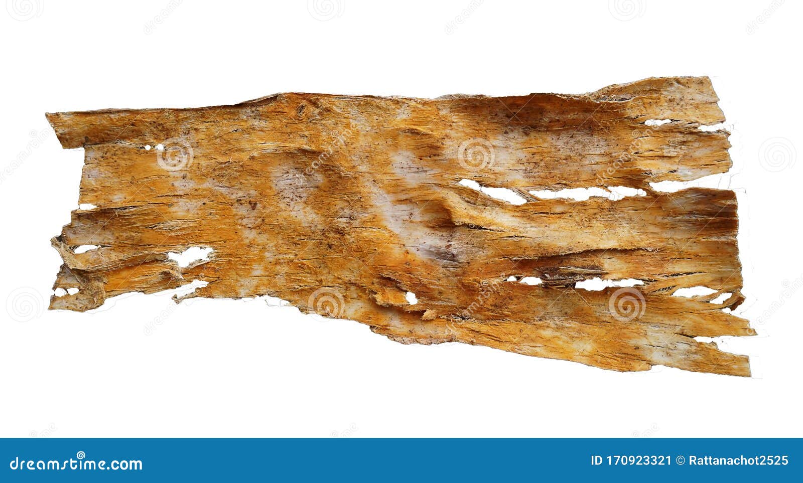 Bark Of Monkey Puzzle Tree Araucaria Araucana Close Up, In Villarrica ...