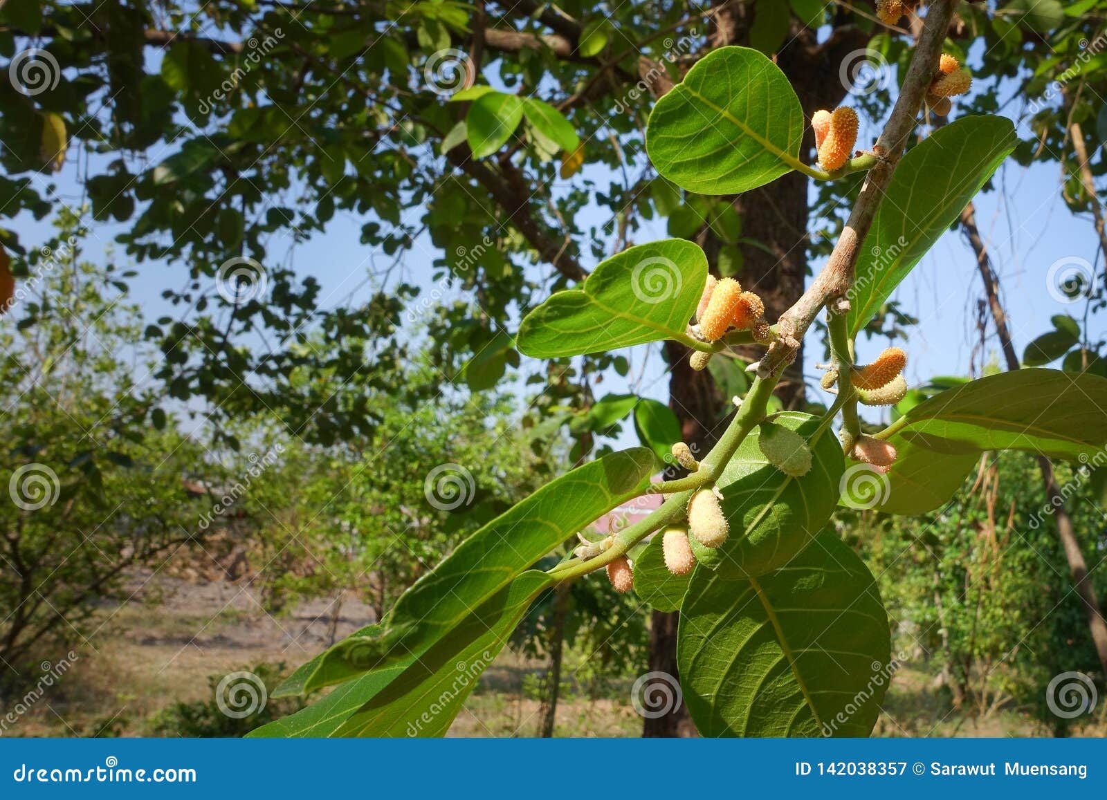 Artocarpus Lacucha Barahar Barhal Fruit Seeds Stock Image ...
