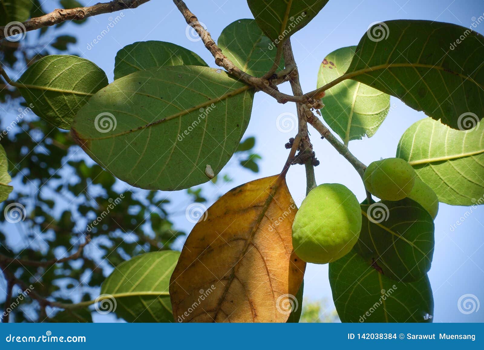 Artocarpus Lacucha Barahar Barhal Fruit Seeds Stock Image ...