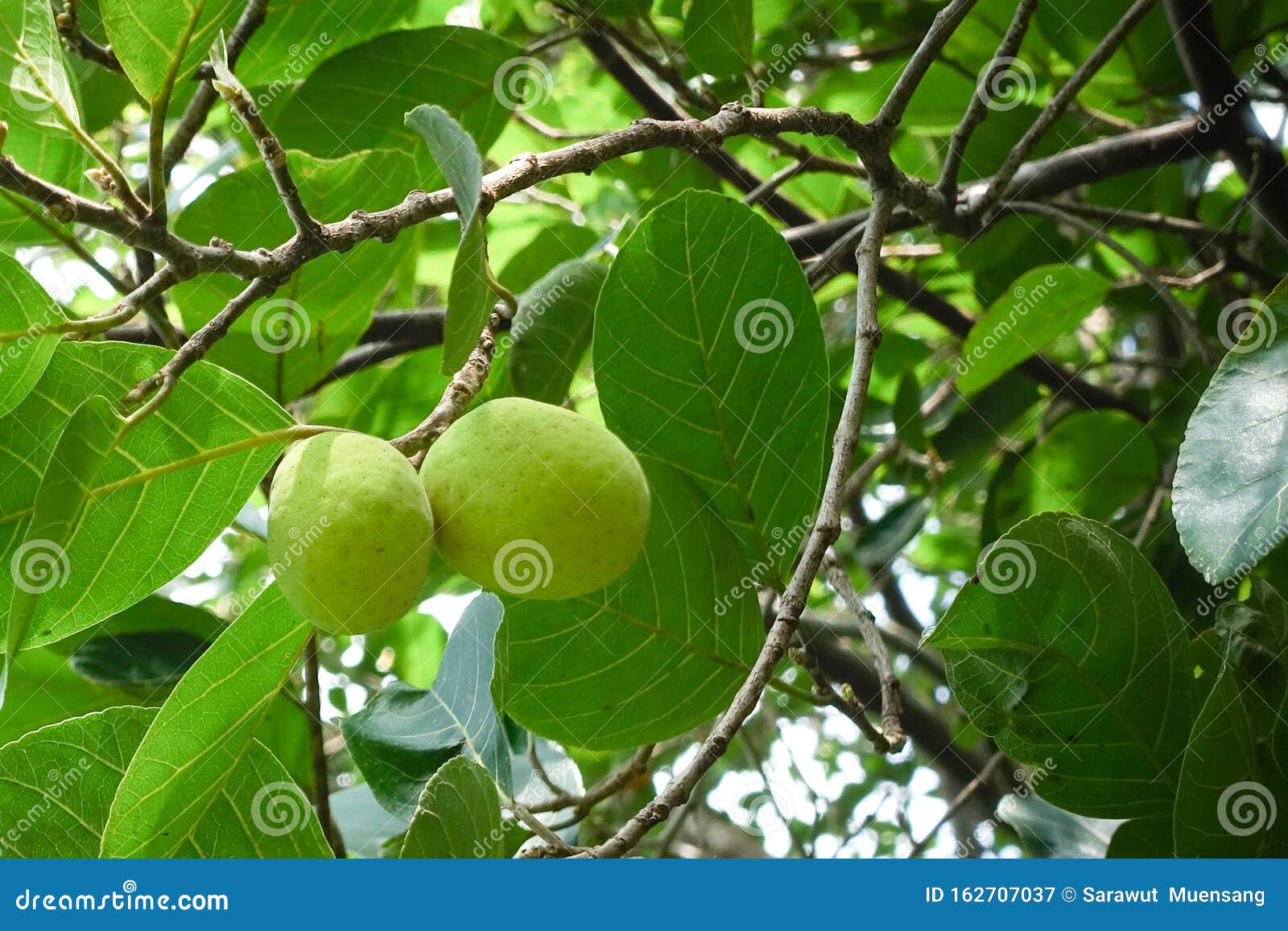 Artocarpus lacucha fruit stock image. Image of food - 162707037