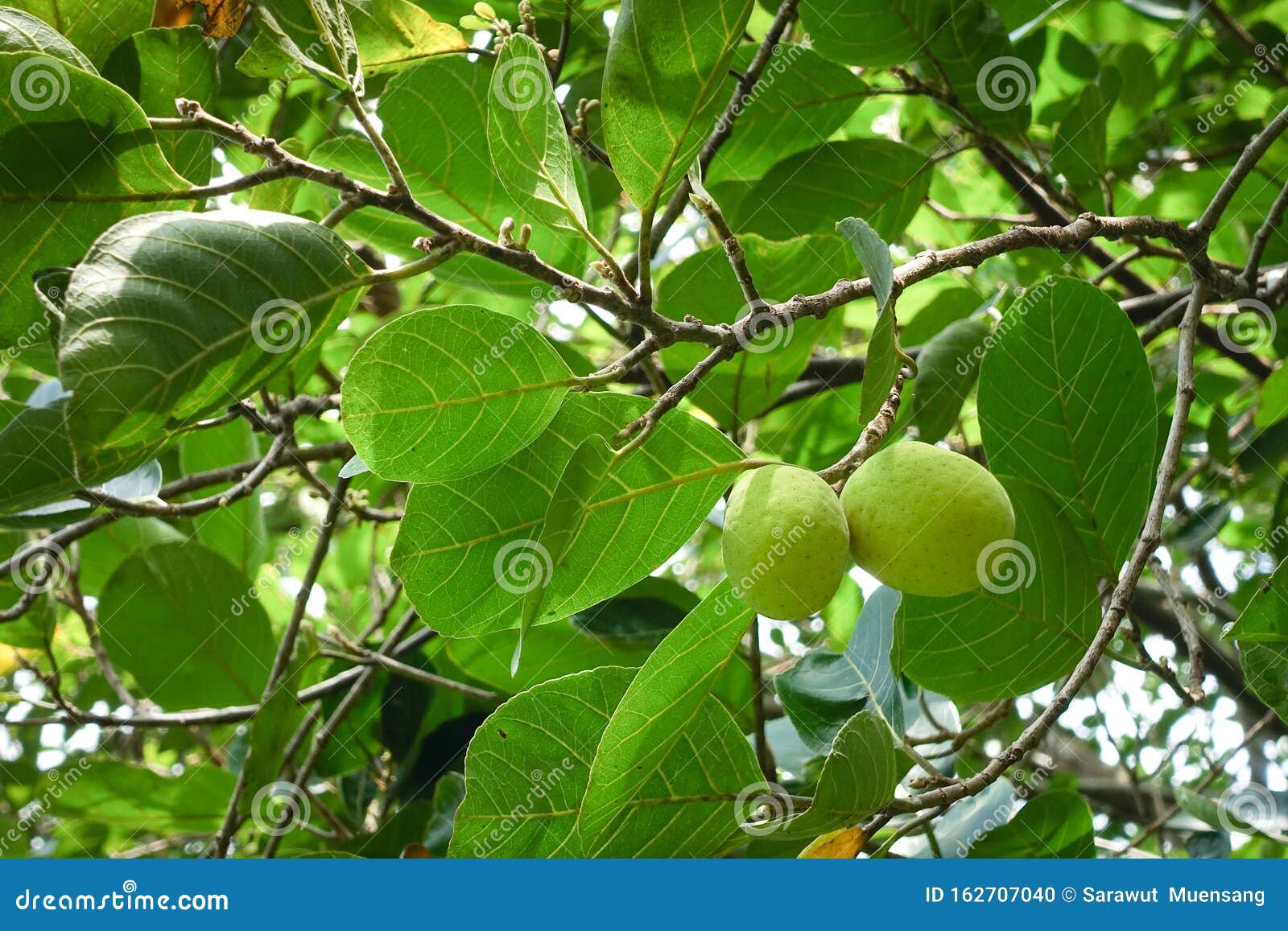 Artocarpus lacucha fruit stock photo. Image of fermented - 162707040