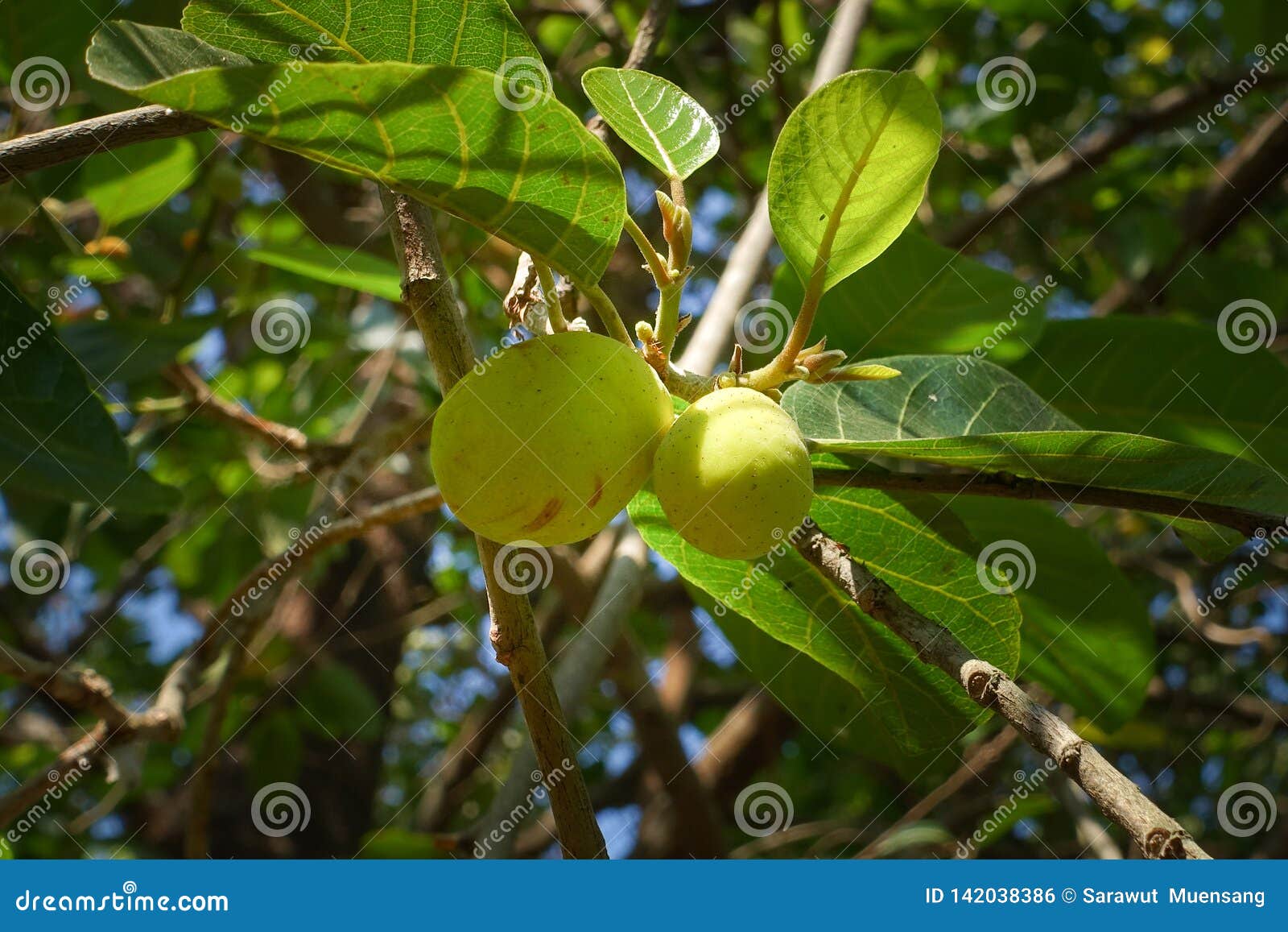 Artocarpus lacucha fruit stock photo. Image of growth - 142038386
