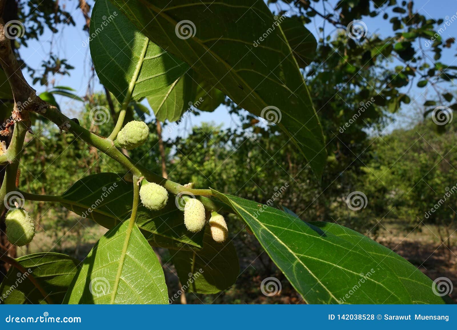 Artocarpus Lacucha Badahar Monkey Fruits Tree Royalty-Free Stock ...