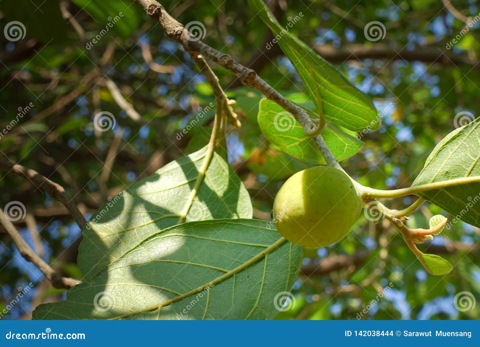 Artocarpus Lacucha Barahar Barhal Fruit Seeds Stock Image ...