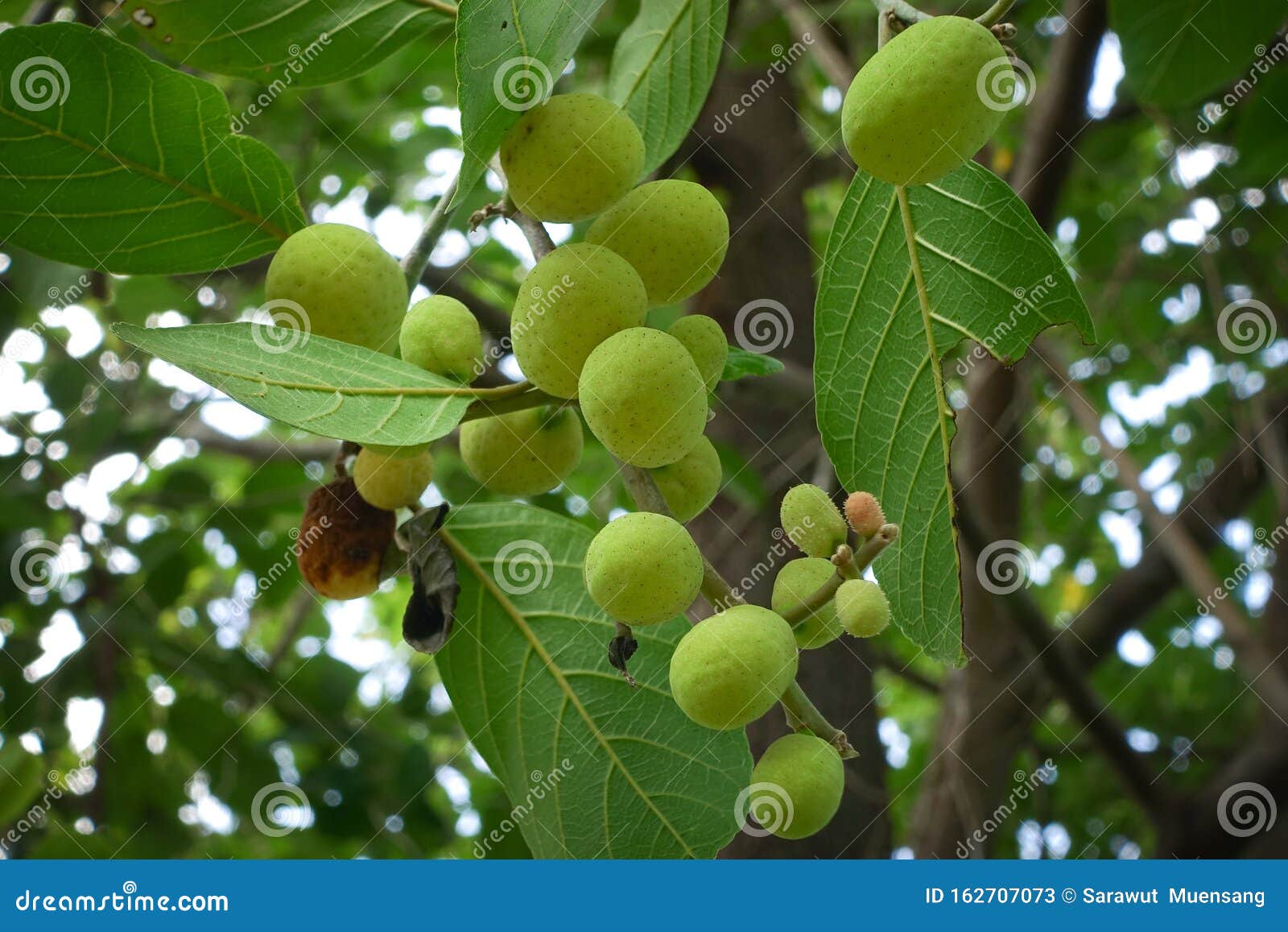 Artocarpus lacucha fruit stock image. Image of closeup - 162707073