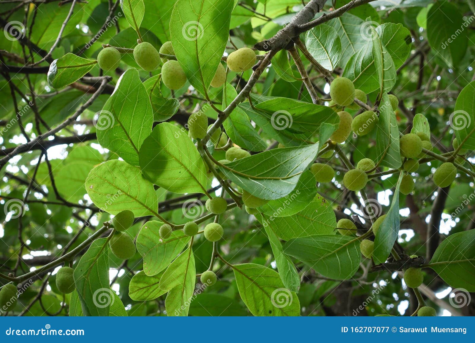 Artocarpus lacucha fruit stock image. Image of closeup - 162707077
