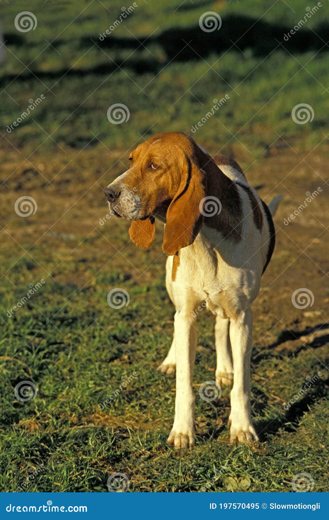 Artois Hound Dog stock image. Image of canine, standing - 197570495