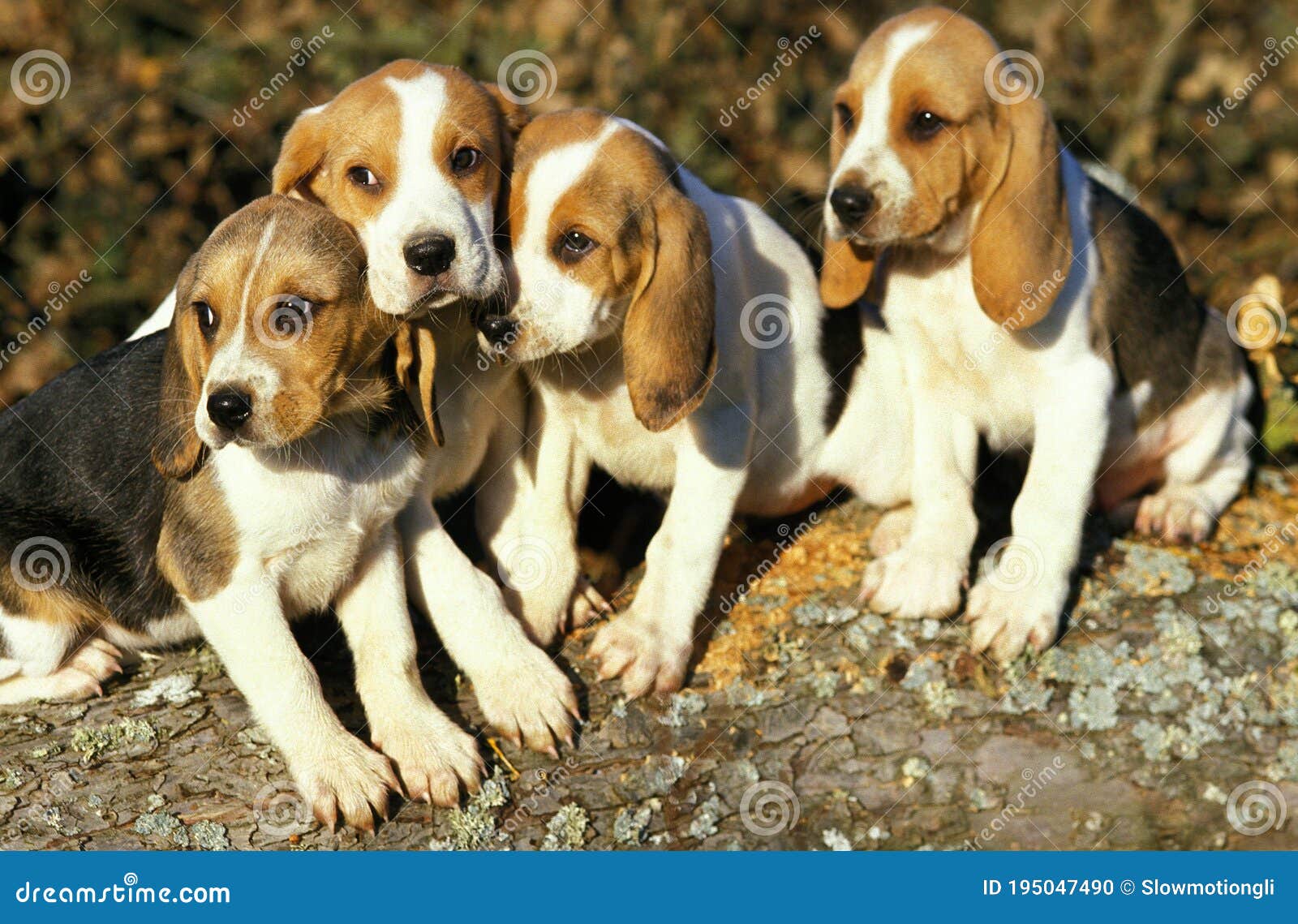 Artois Hound, Puppies Sitting Stock Photo - Image of animal, canis ...