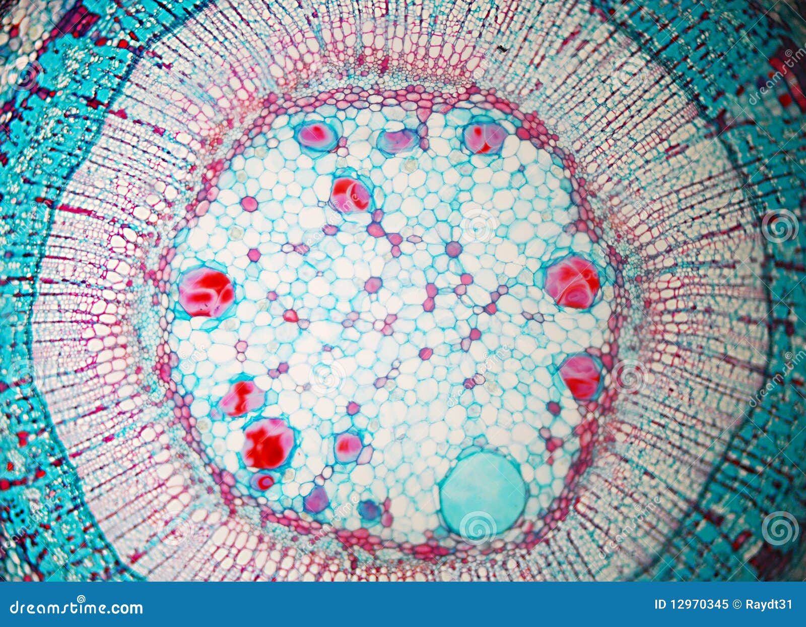 Arts of Cell Biology stock image. Image of exciting, tissue - 12970345