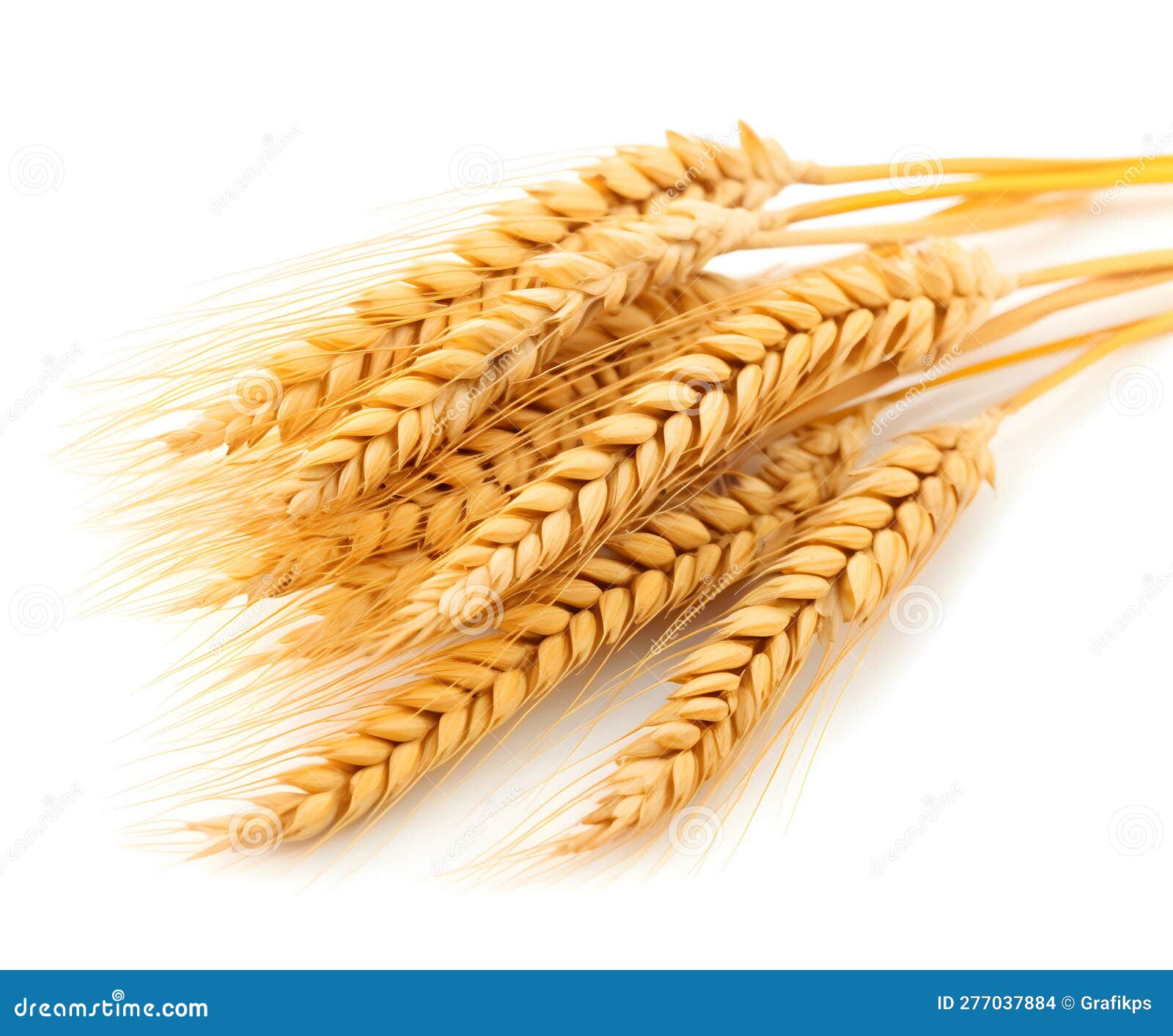 Neatly Arranged Wheat Stalks on a White Background - Perfect Complement ...