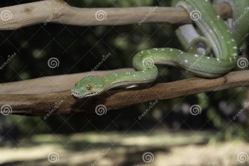 Aru X Biak Cross Green Tree Python Stock Image - Image of nature ...