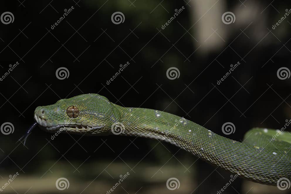 Aru X Biak Cross Green Tree Python Stock Photo - Image of python, frog ...