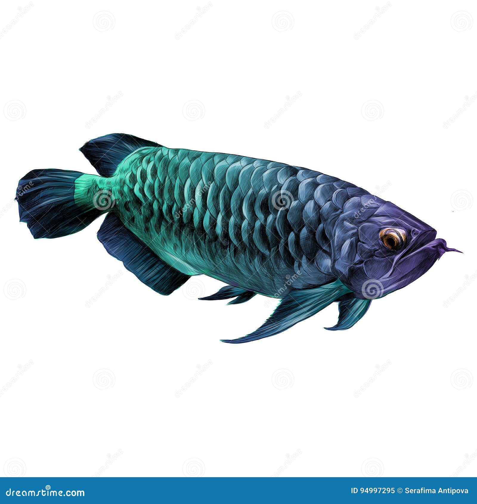 Aruana fish sketch vector stock vector. Illustration of green - 94997295
