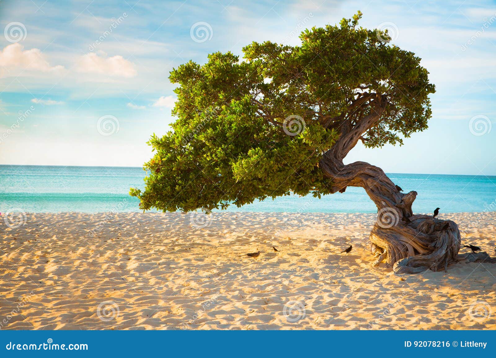Aruba Divi Divi Tree stock photo. Image of attraction - 92078216
