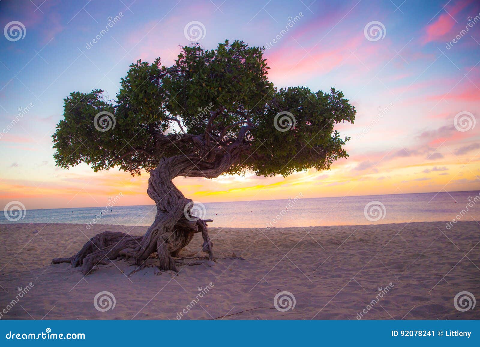Aruba Divi Divi Tree stock image. Image of colorful, tree - 92078241