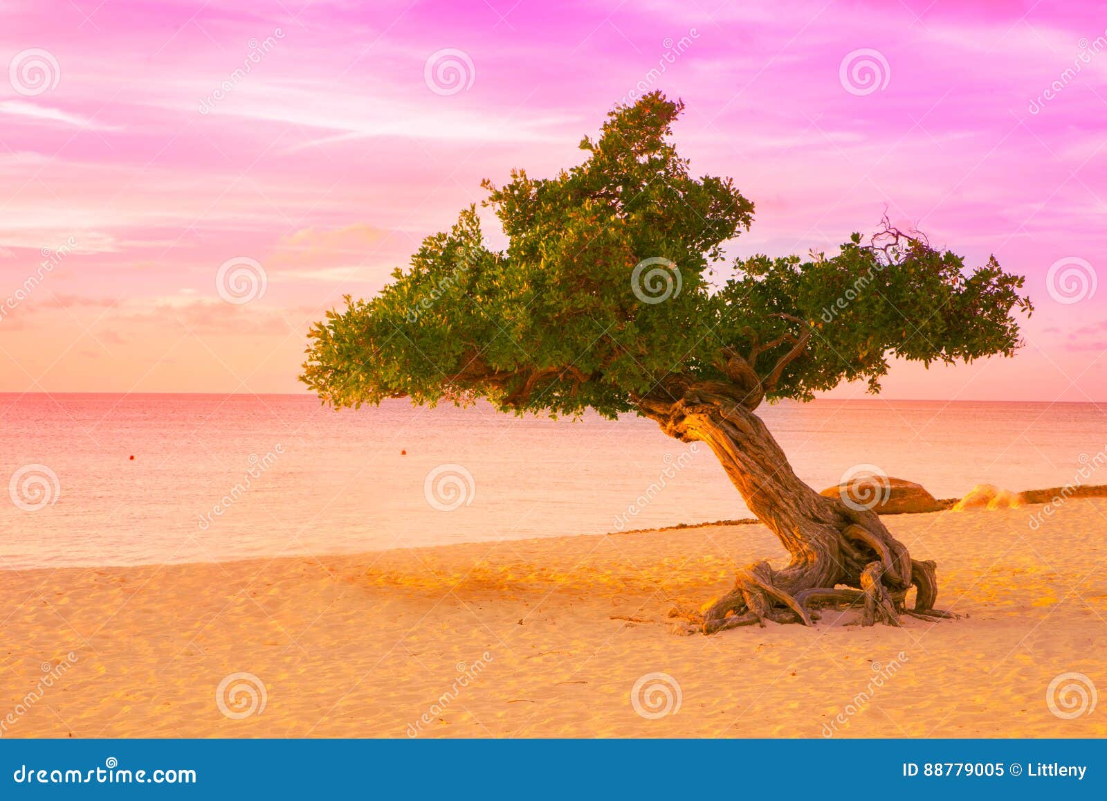 Aruba Divi Divi Tree Sunset Stock Image - Image of pink, beautiful ...
