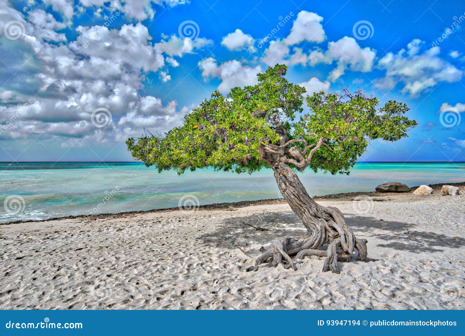 Aruba Divi Tree Picture. Image: 93947194