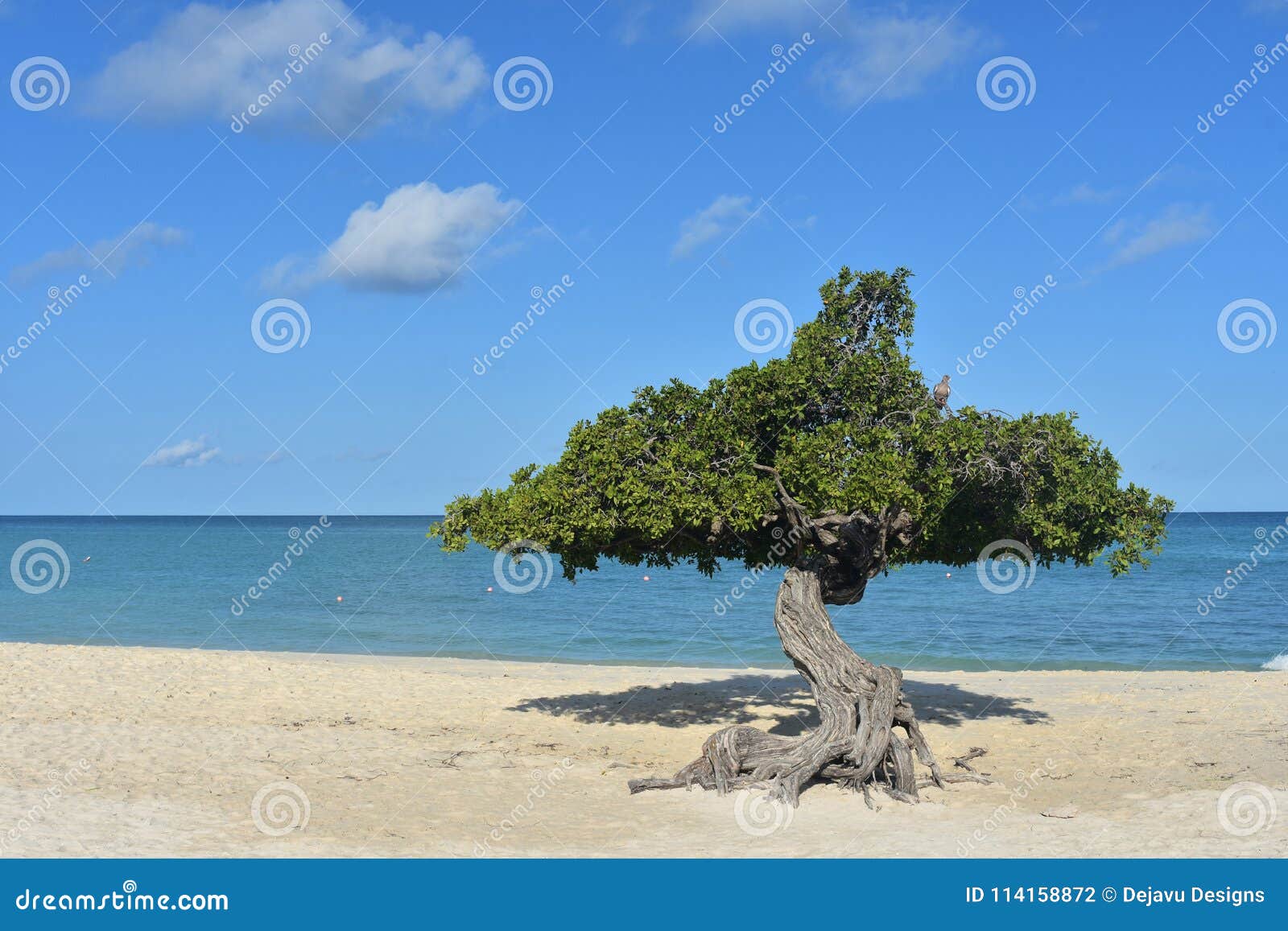 Aruba Divi Divi Trees with White Sand Beach Stock Photo - Image of tree ...