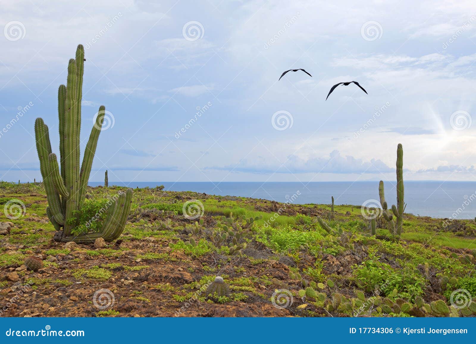 Aruba landscape stock photo. Image of tropical, botany - 17734306