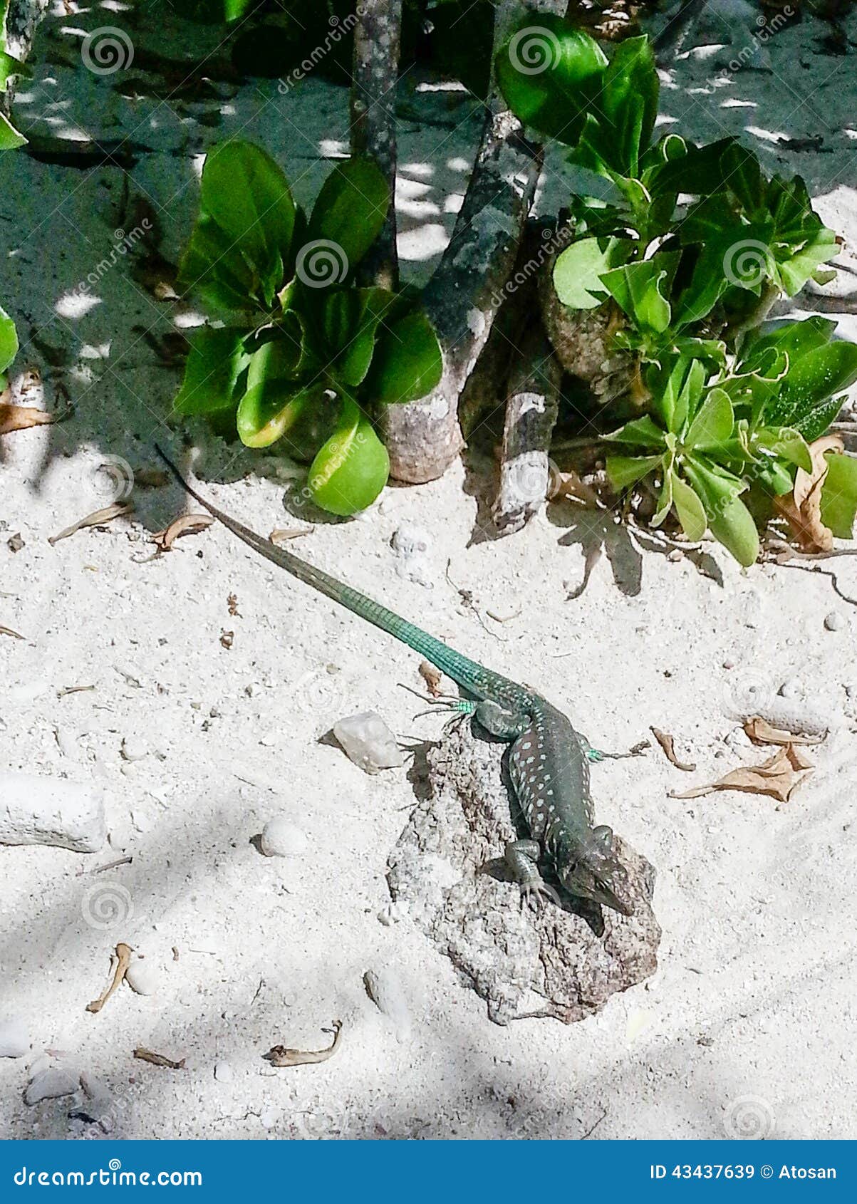 Aruba Lizard stock image. Image of center, back, forest - 43437639