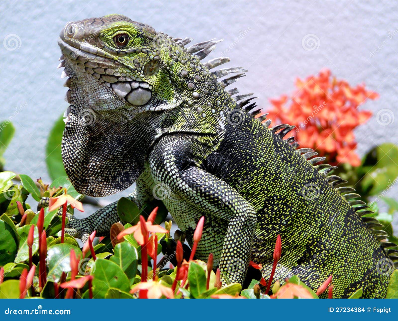 Aruban lizard stock photo. Image of green, dots, garden - 27234384