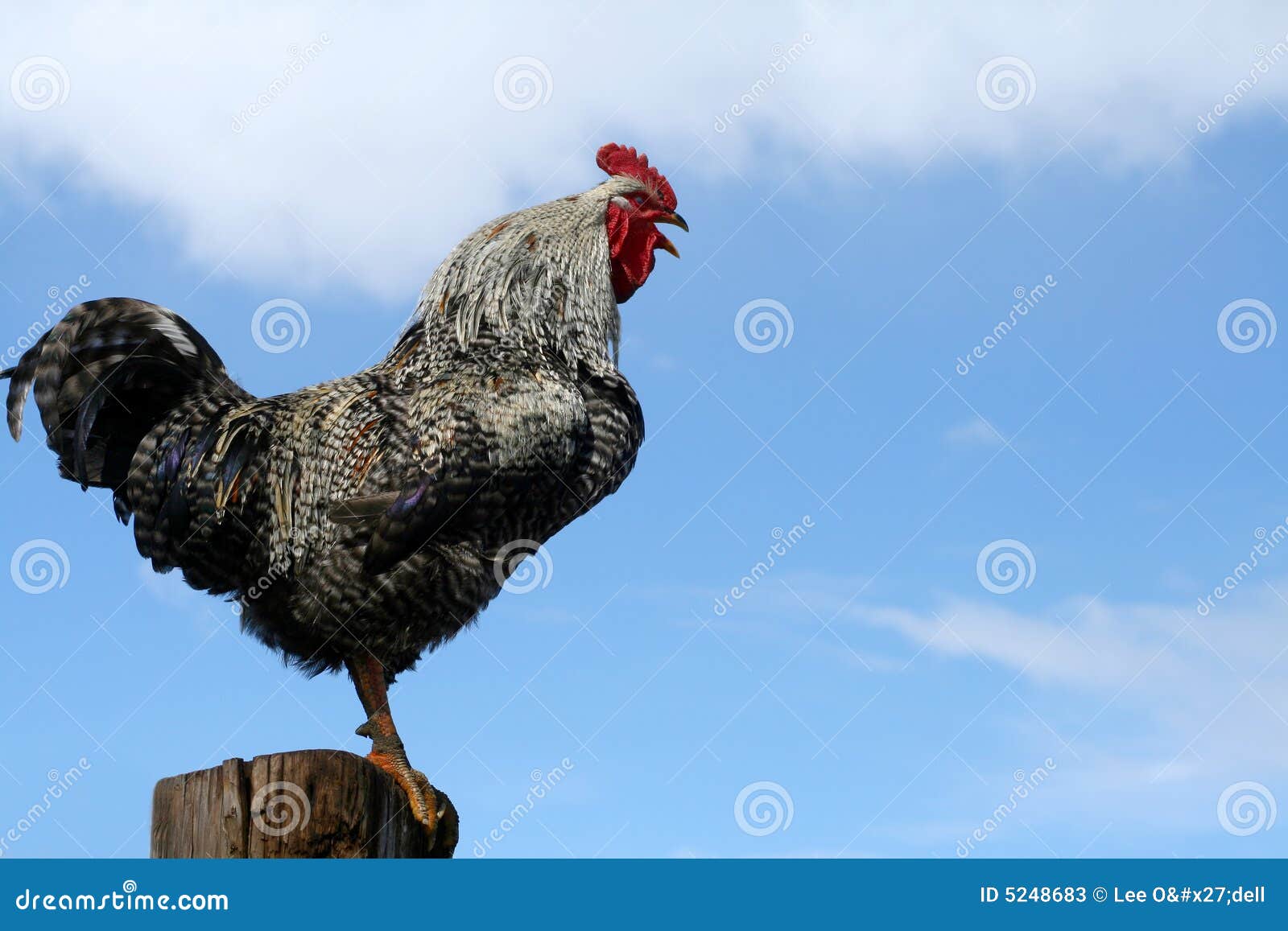 Red Rooster Crowing Stock Image | CartoonDealer.com #35846695