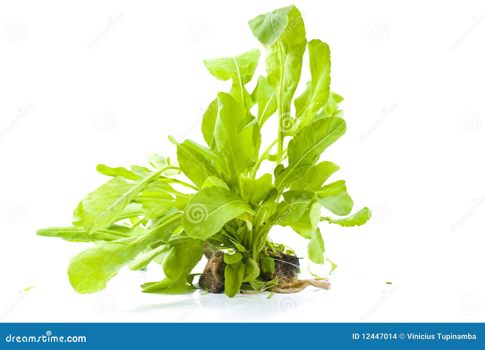 Arugula stock photo. Image of arugula, vegetables, leaves - 12447014