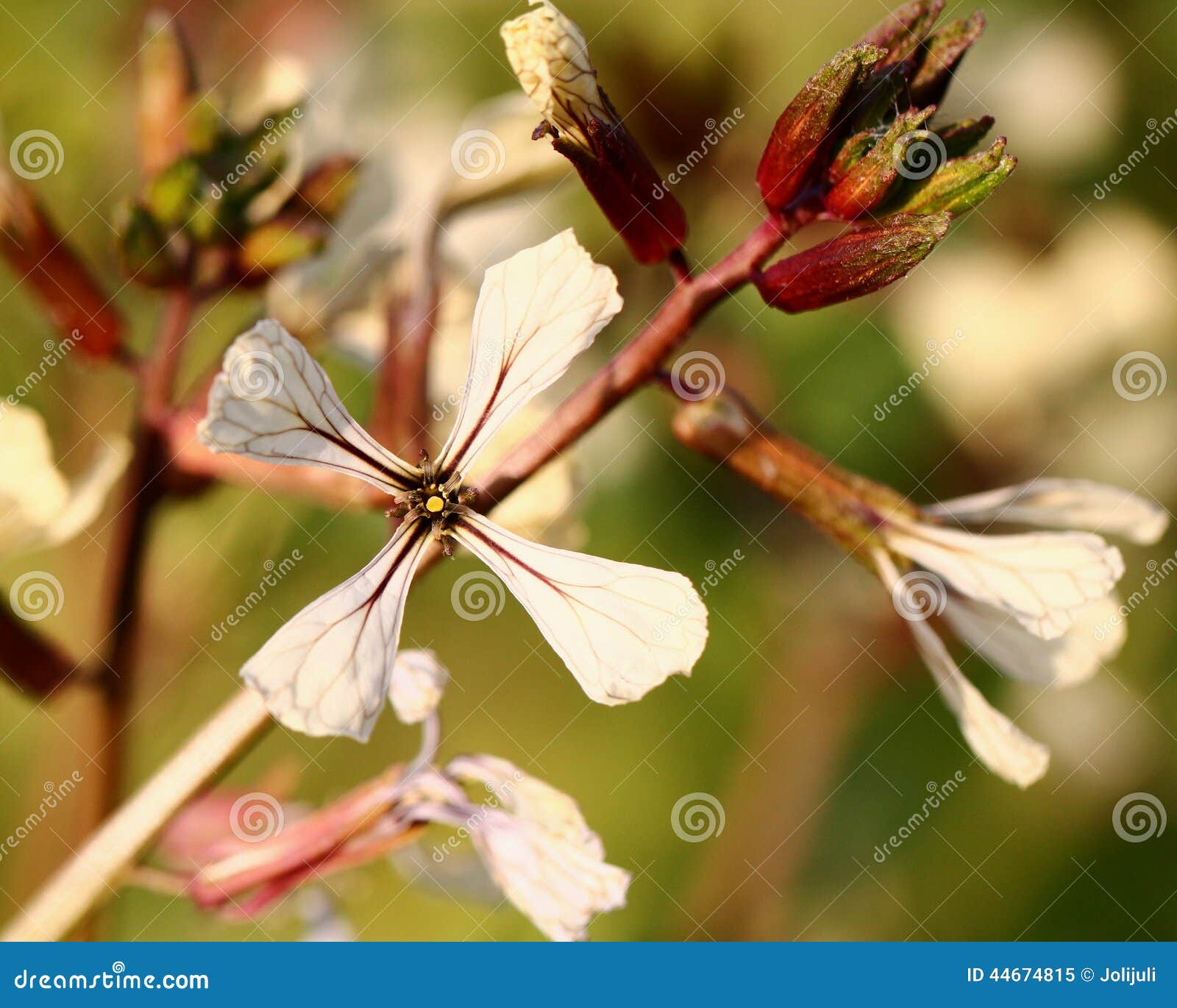 Arugula Flower stock image. Image of gardening, green - 44674815