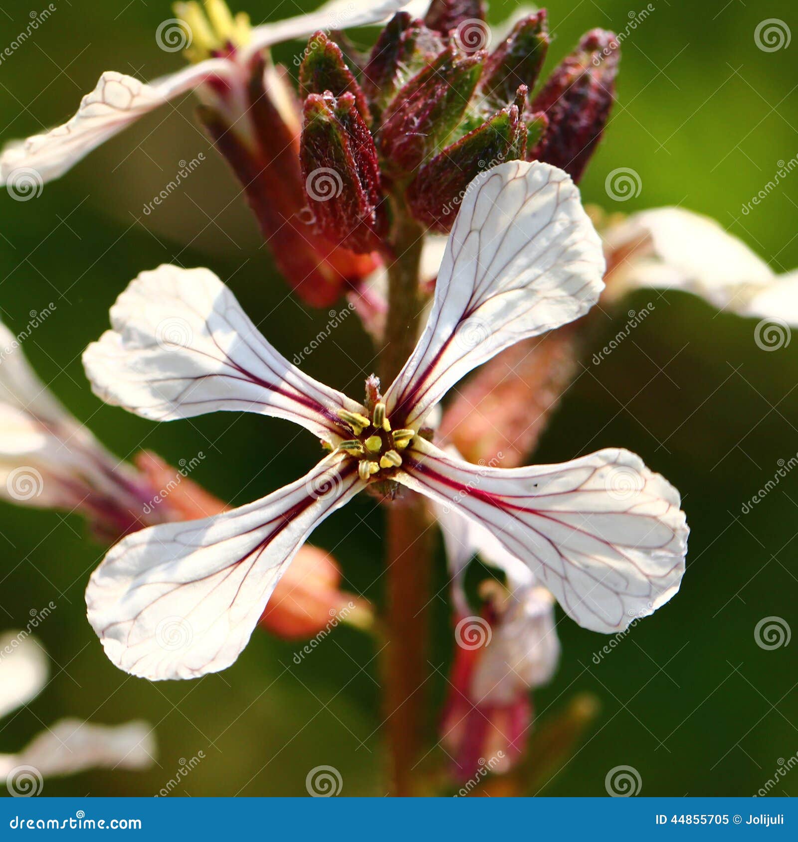 Arugula Flower stock image. Image of background, food - 44855705