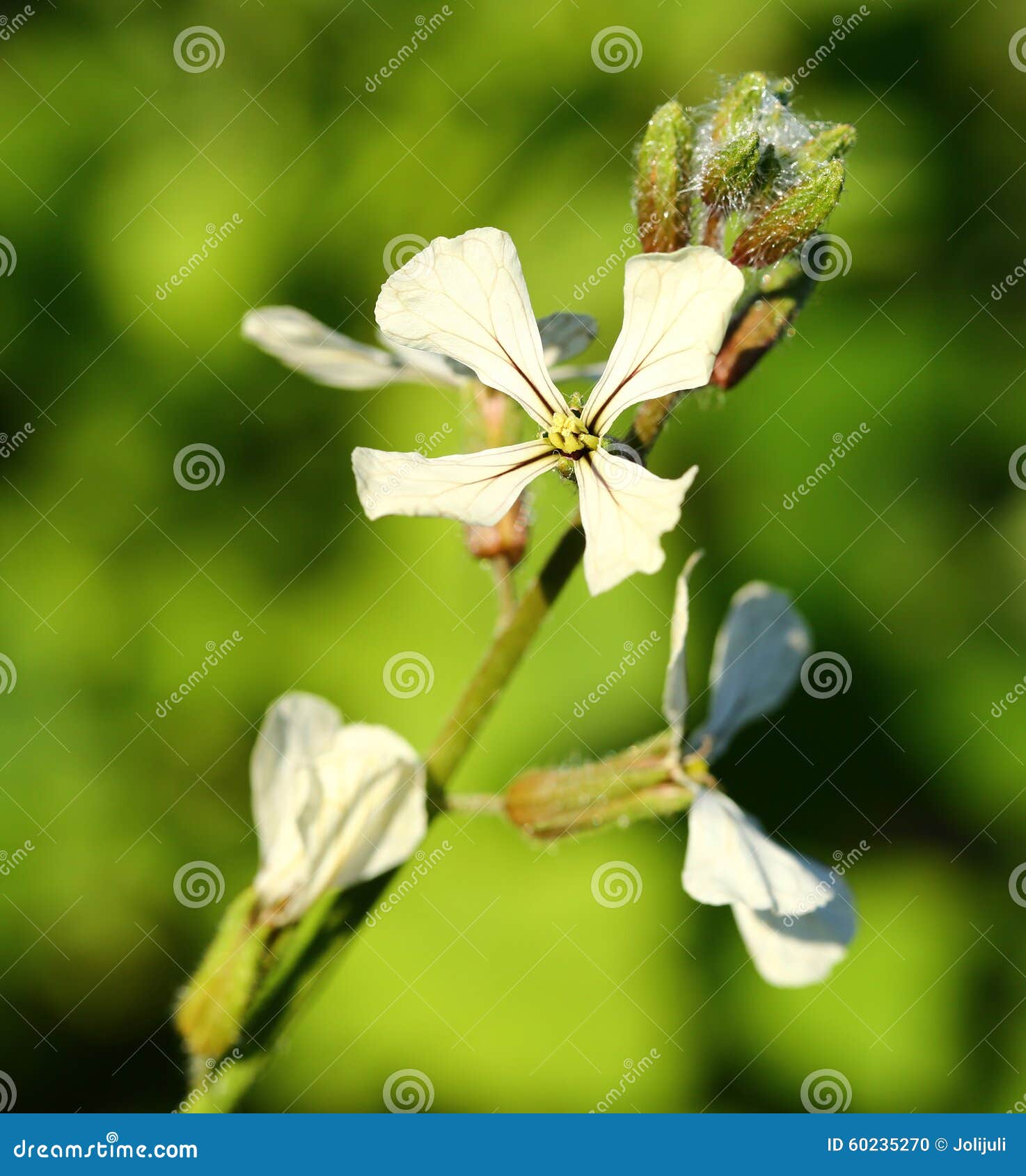 Arugula Flower stock photo. Image of colors, life, backyard - 60235270