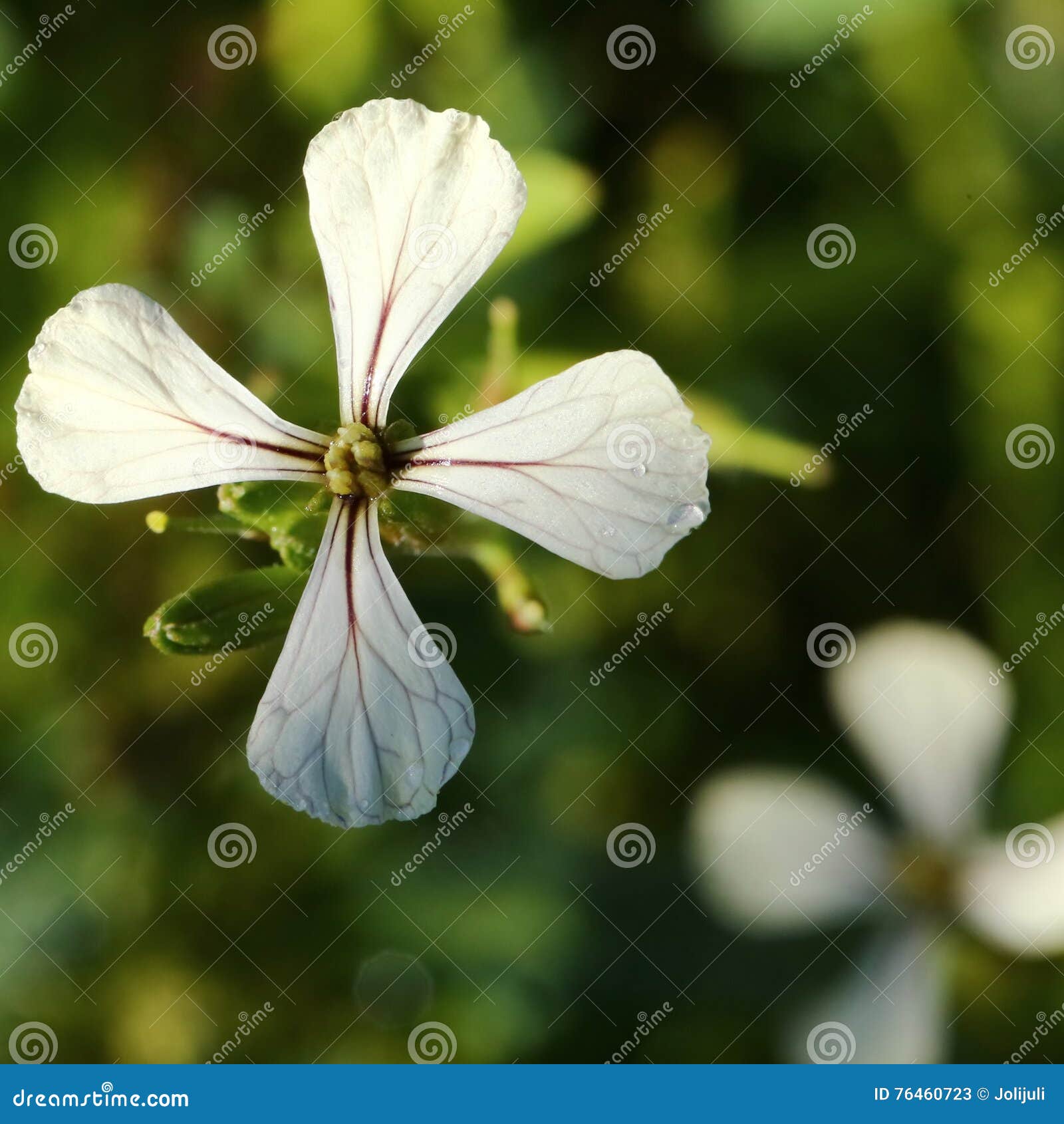 Arugula Flower stock image. Image of details, flowers - 76460723