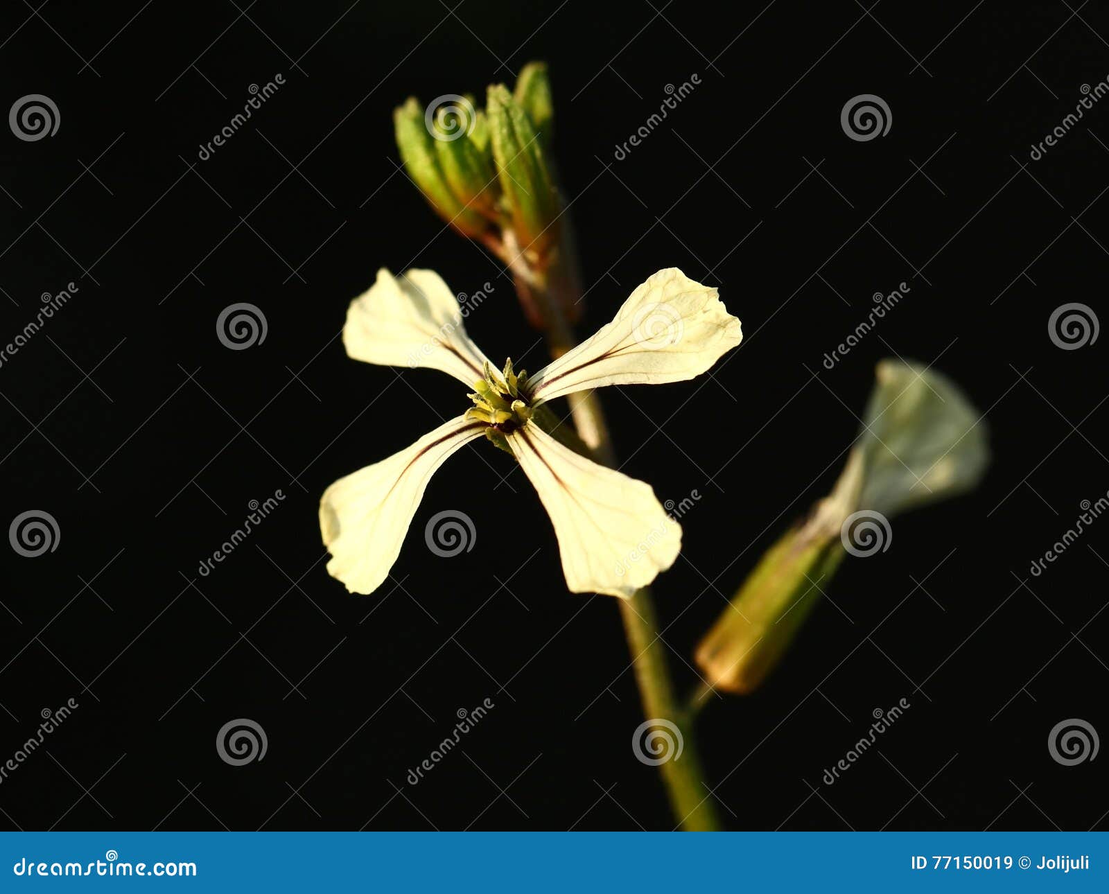 Arugula Flower stock image. Image of greens, blossom - 77150019
