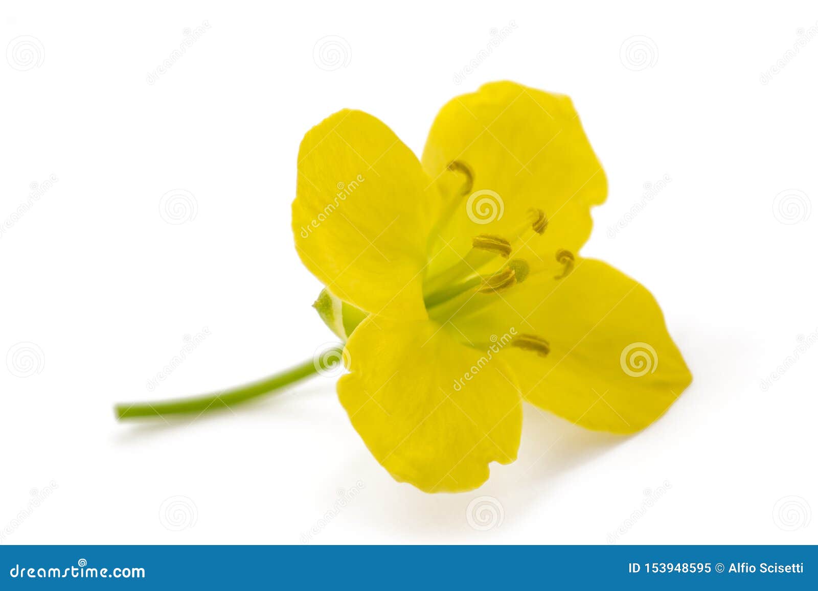 Arugula flower stock image. Image of rocket, flower - 153948595