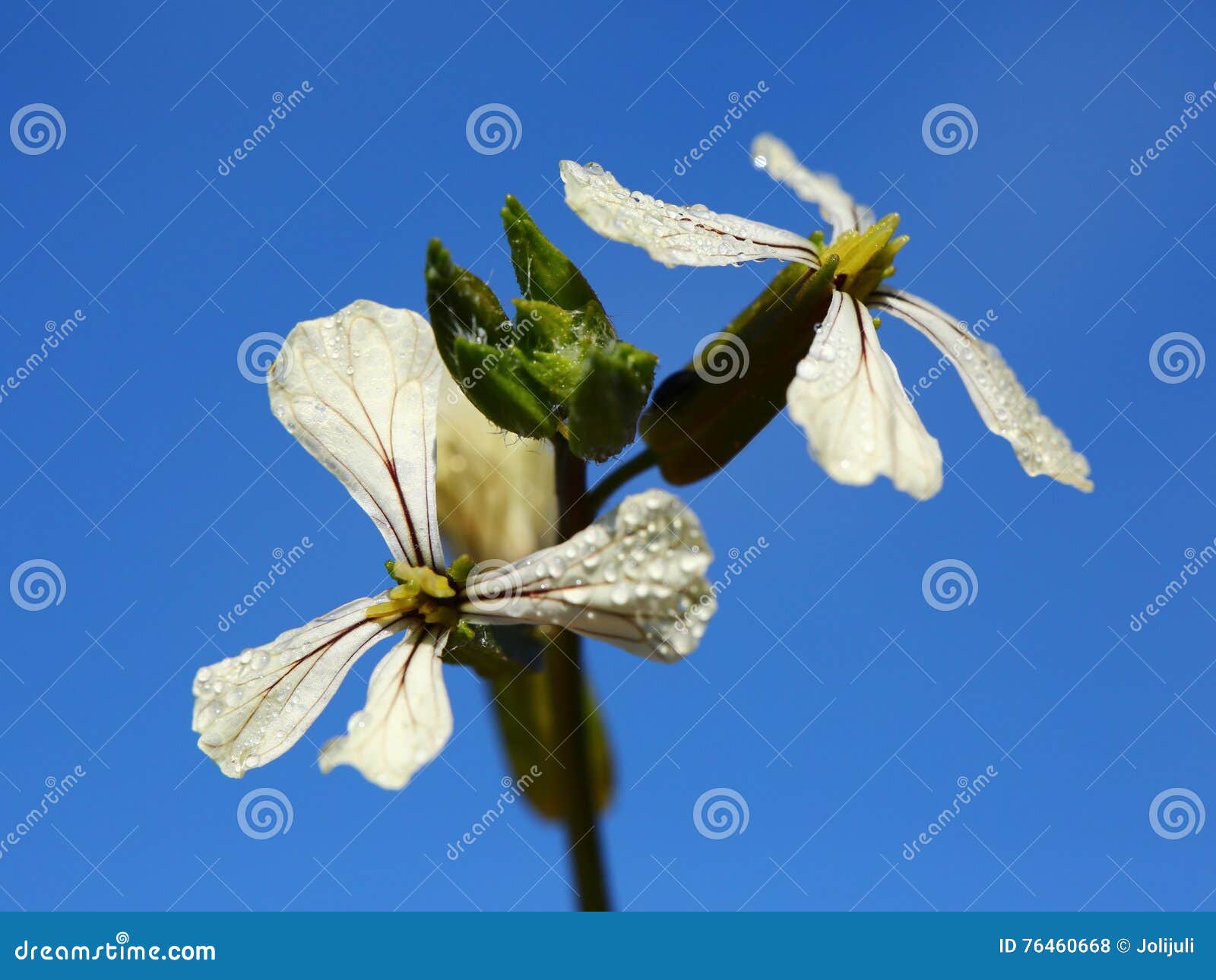 Arugula Flowers with Dew Drops Against Blue Sky Stock Photo - Image of ...