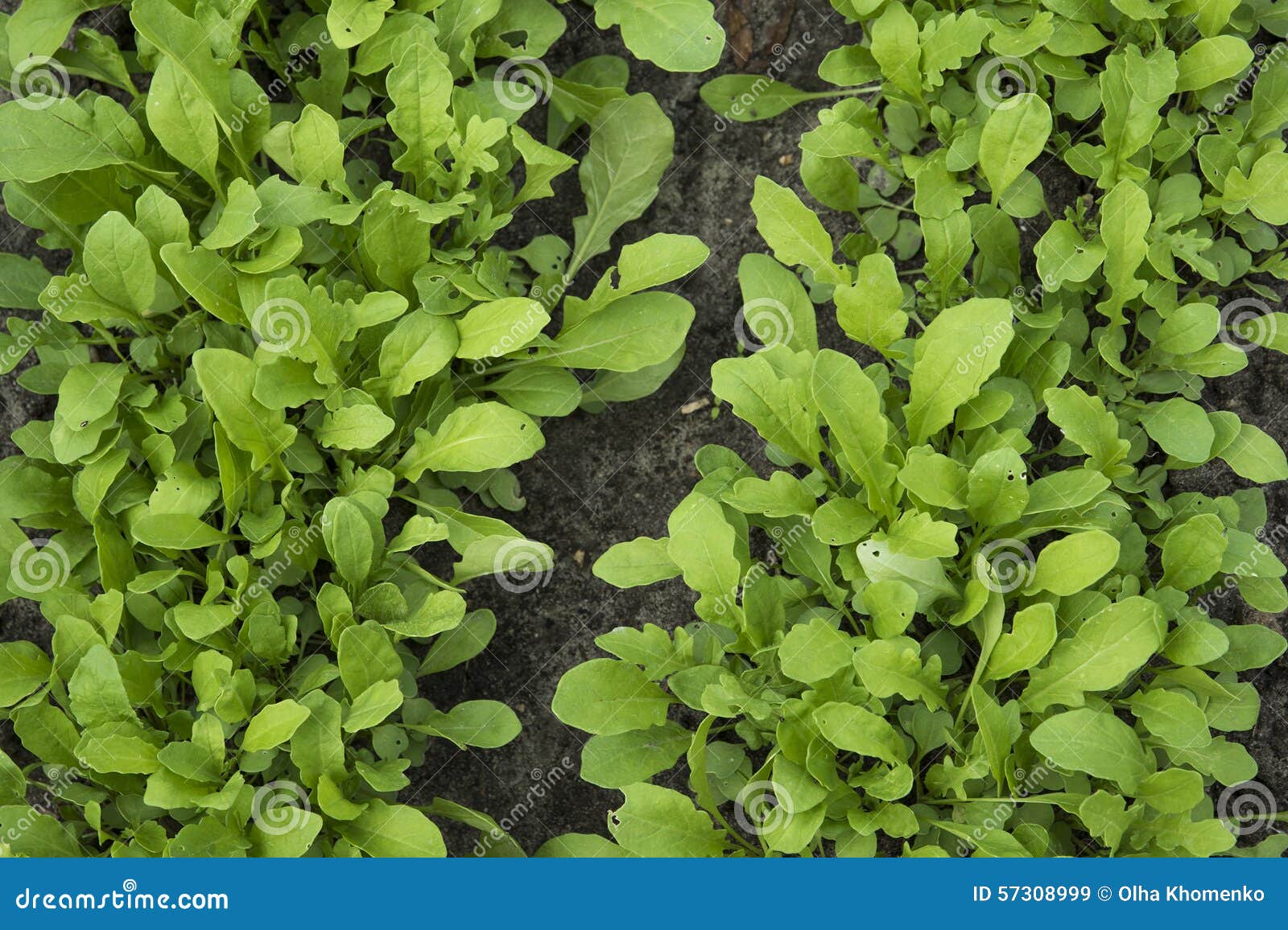 Arugula Growing in the Garden Stock Image - Image of earth, harvest ...