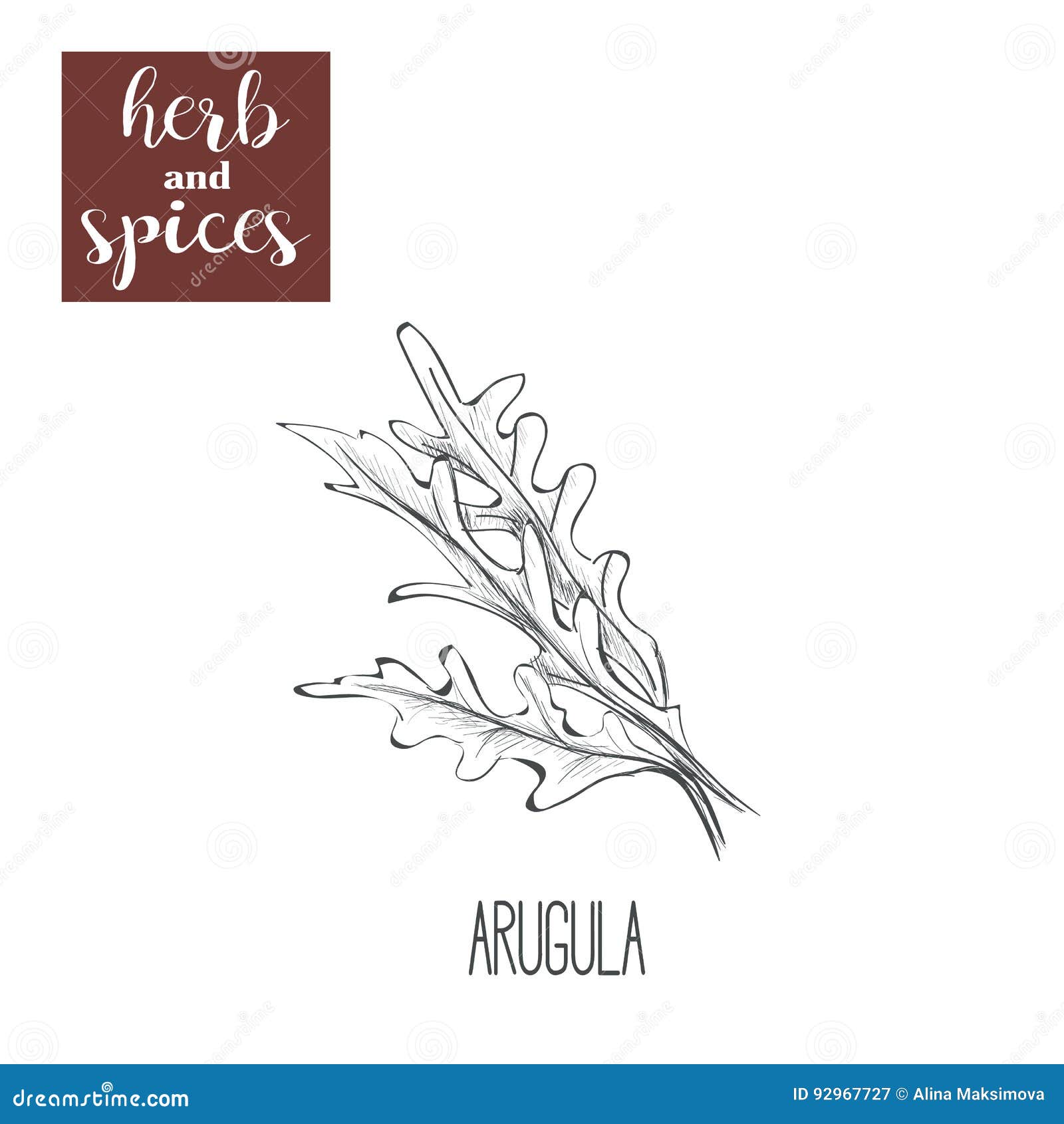 Arugula Hand Drawing. Herbs and Spices Stock Vector - Illustration of ...