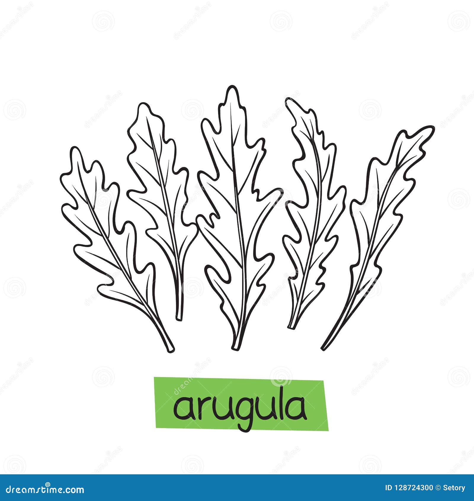 Arugula hand drawn stock vector. Illustration of natural - 128724300
