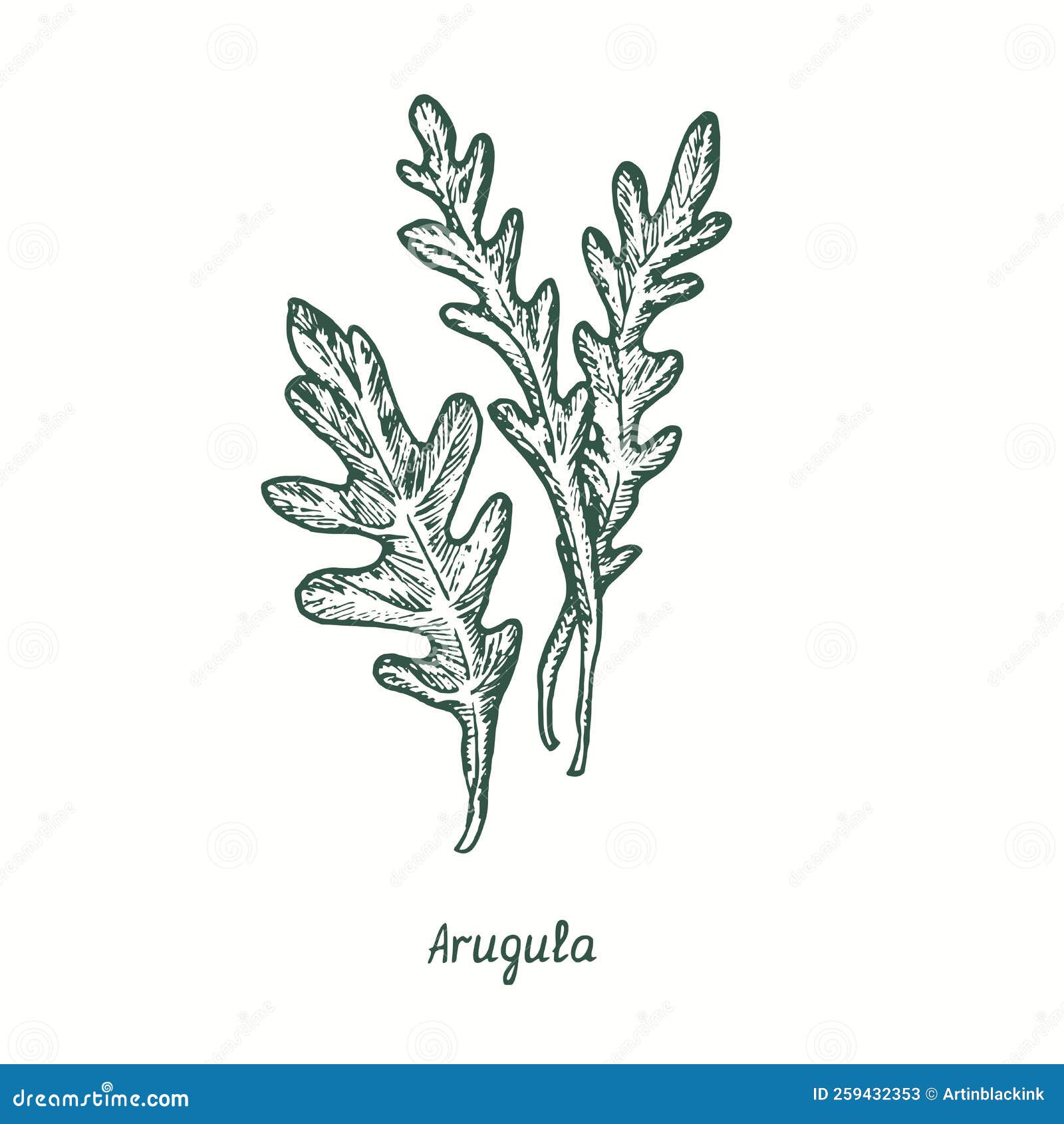 Arugula. Ink Black and White Doodle Drawing Stock Vector - Illustration ...