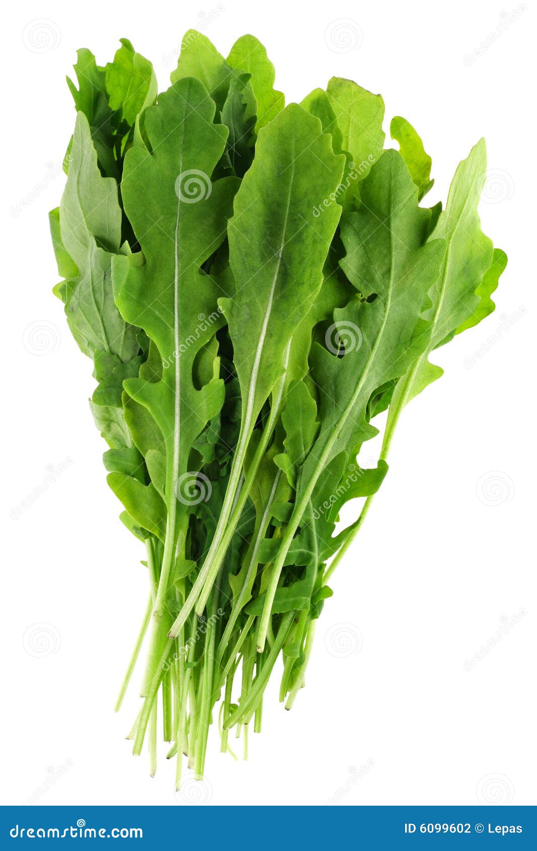 Arugula leaf stock photo. Image of closeup, green, arugula - 6099602