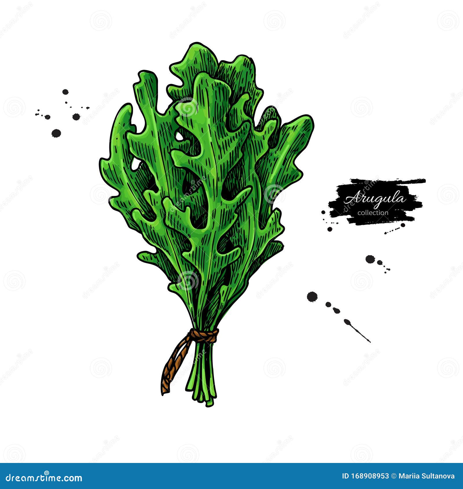 Arugula Leaf Bunch Hand Drawn Vector Illustration. Isolated Vegetable ...