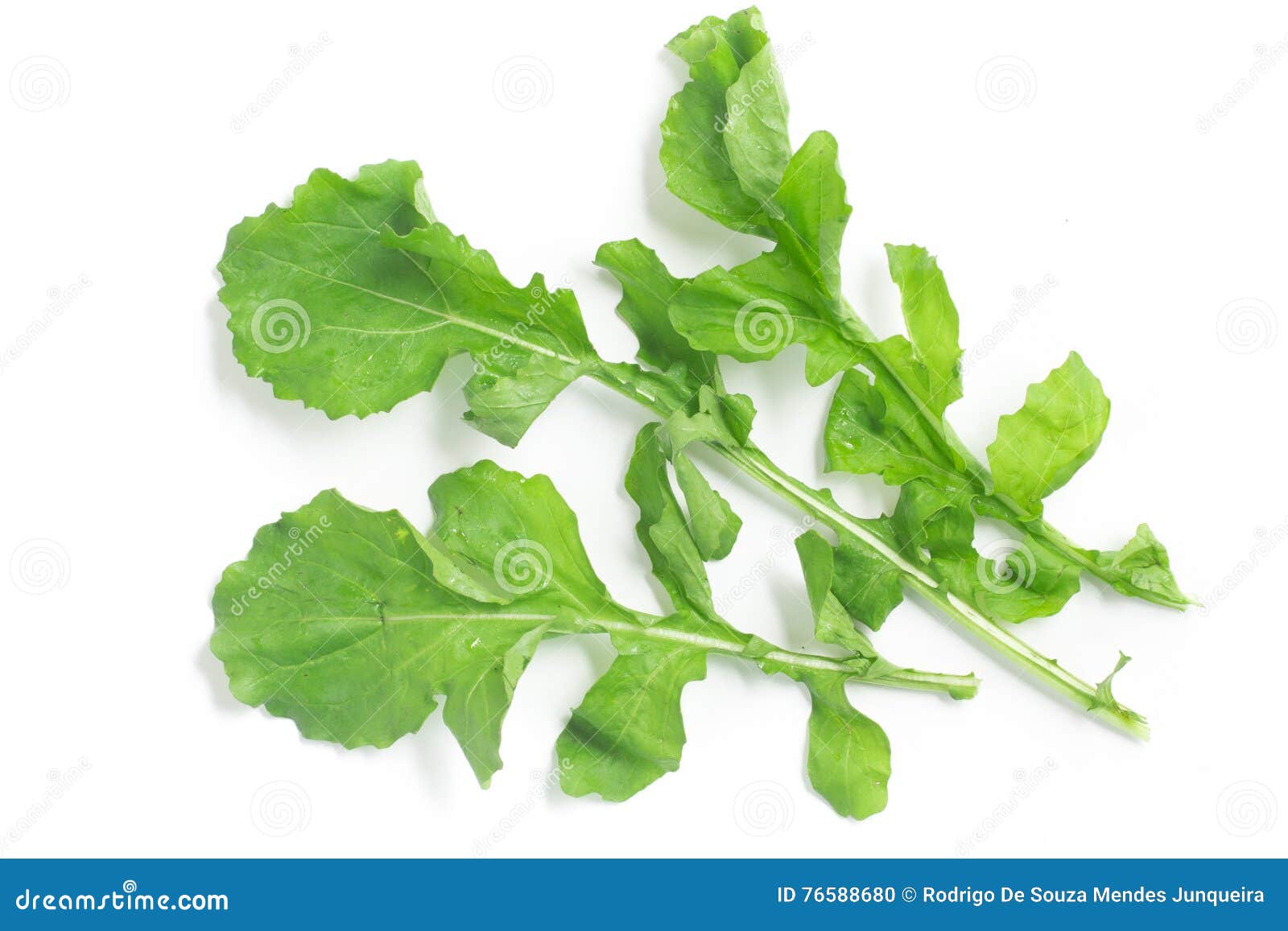 Arugula Leaves. Rucula stock photo. Image of closeup - 76588680