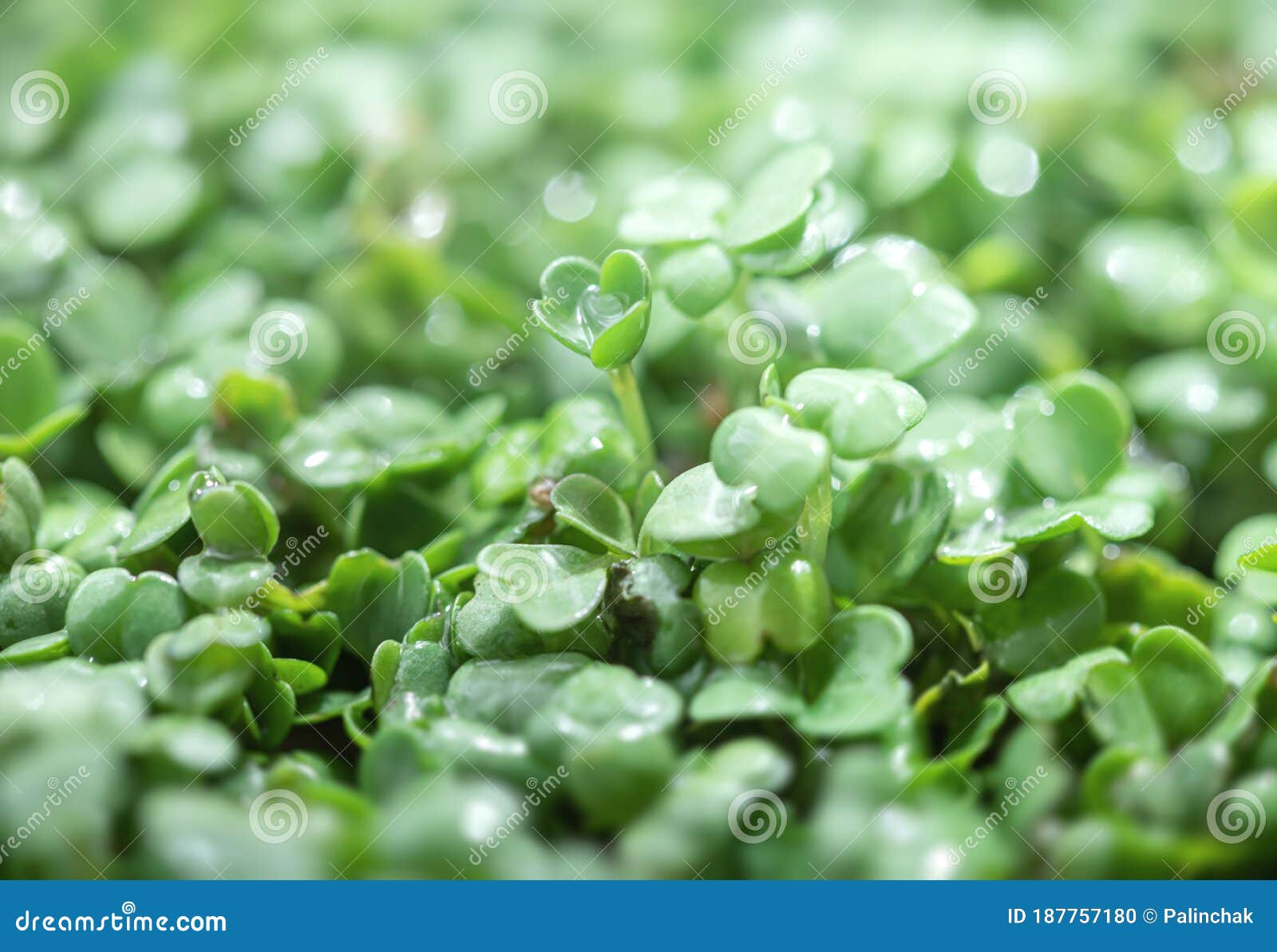 Arugula microgreens stock photo. Image of arugula, garden - 187757180
