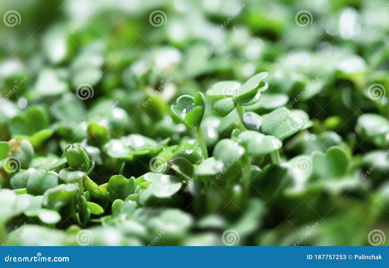 Arugula microgreens stock image. Image of greenery, closeup - 187757253