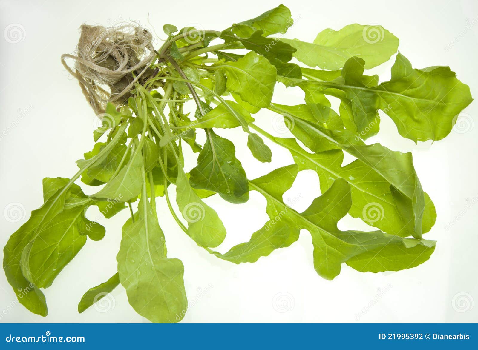 Arugula Plant (Eruca Sativa) Stock Photo - Image of market, produce ...