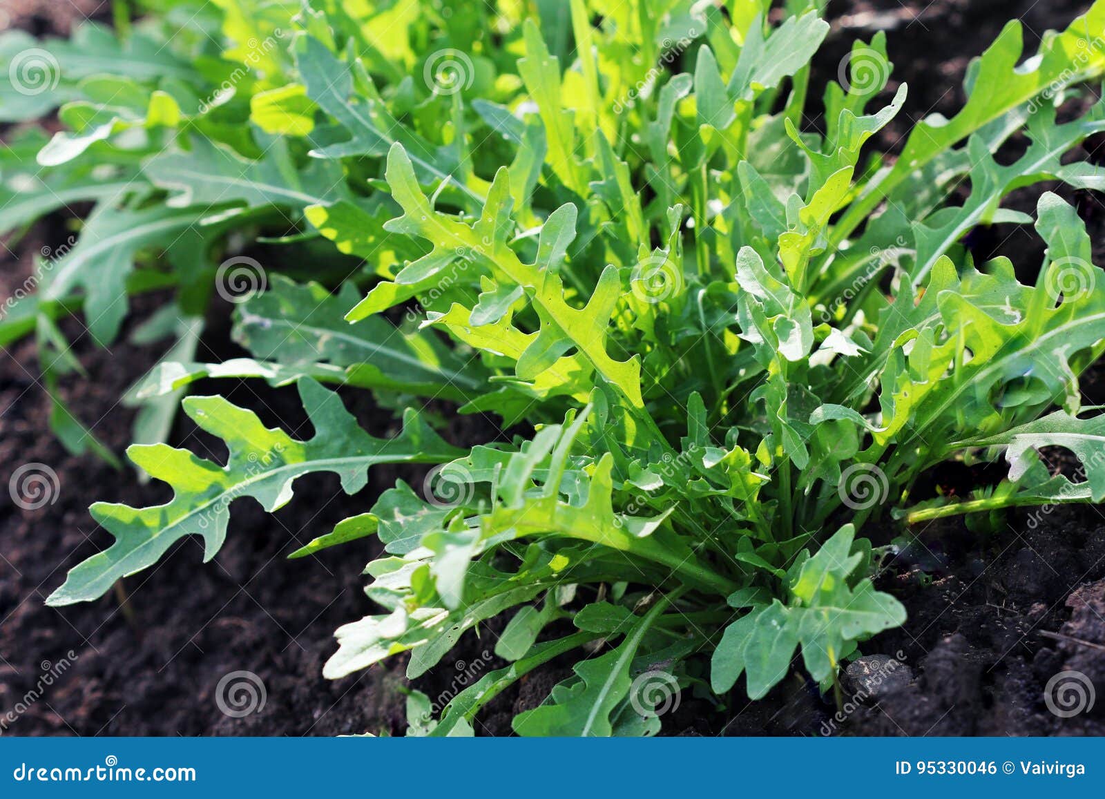 Arugula Plant Growing in Organic Vegetable Garden. Stock Photo - Image ...