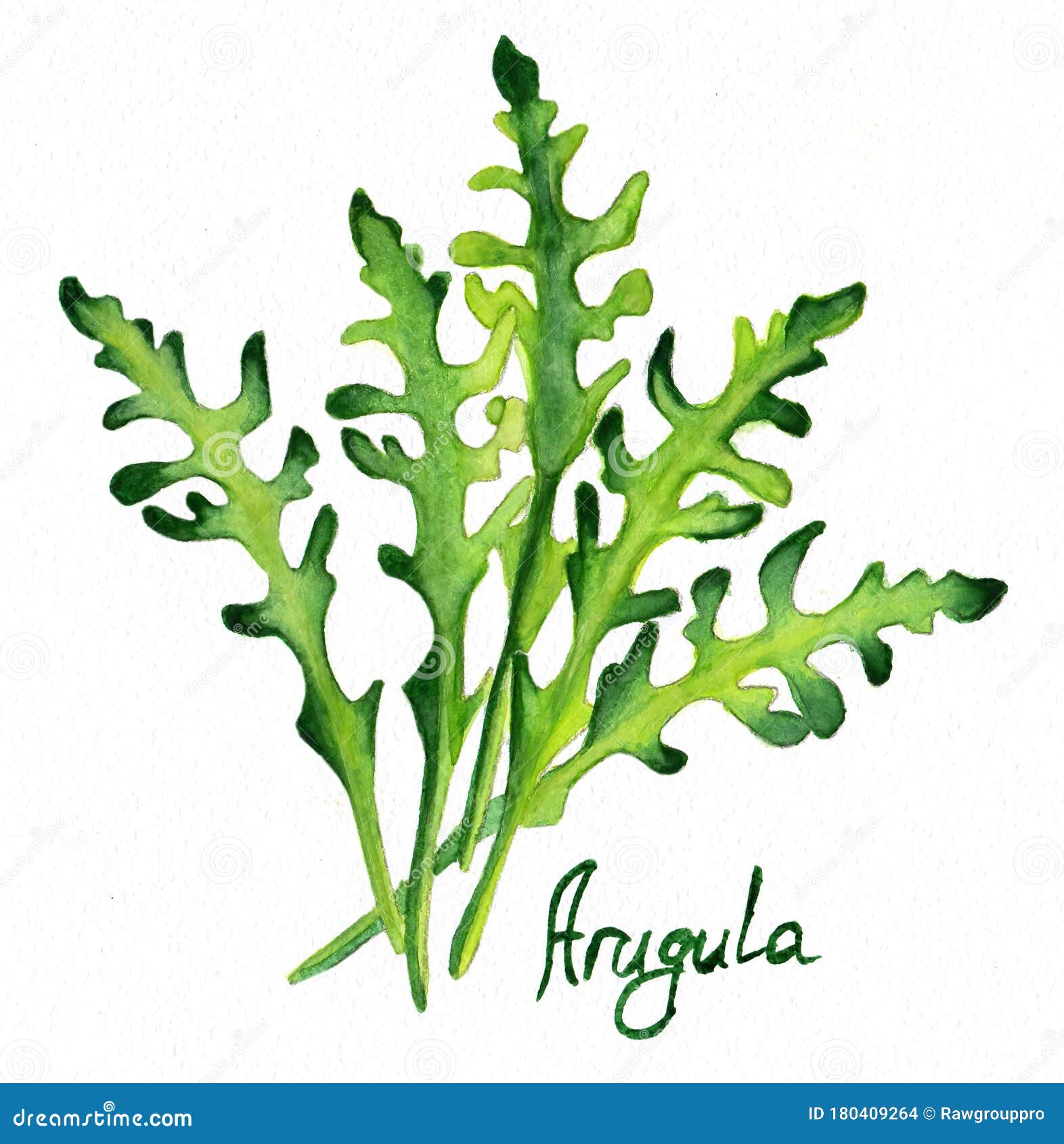 Arugula Watercolor Hand Drawing Illustration Stock Illustration ...