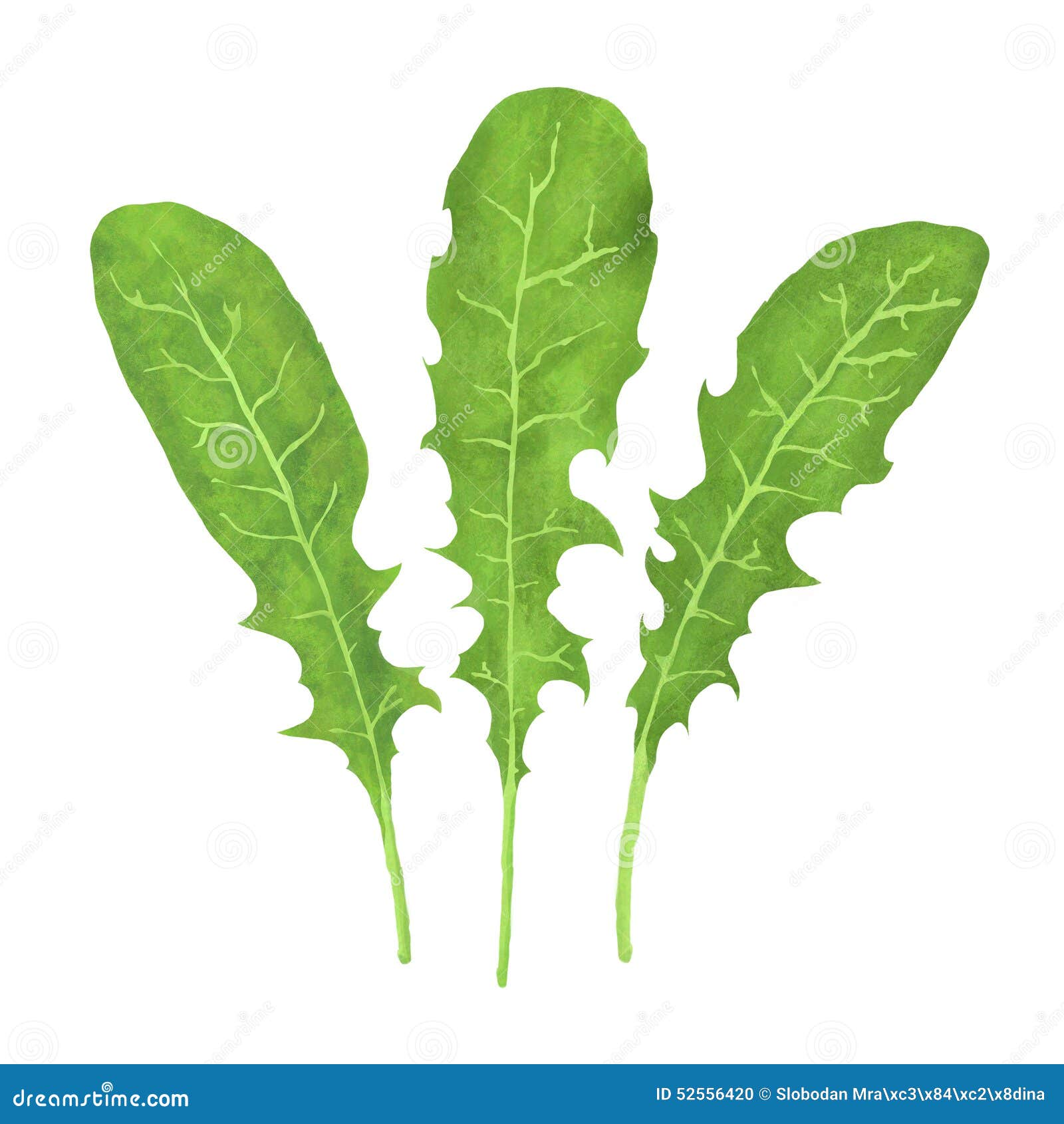 Arugula Watercolor - Hand Drawn Illustration Stock Illustration ...